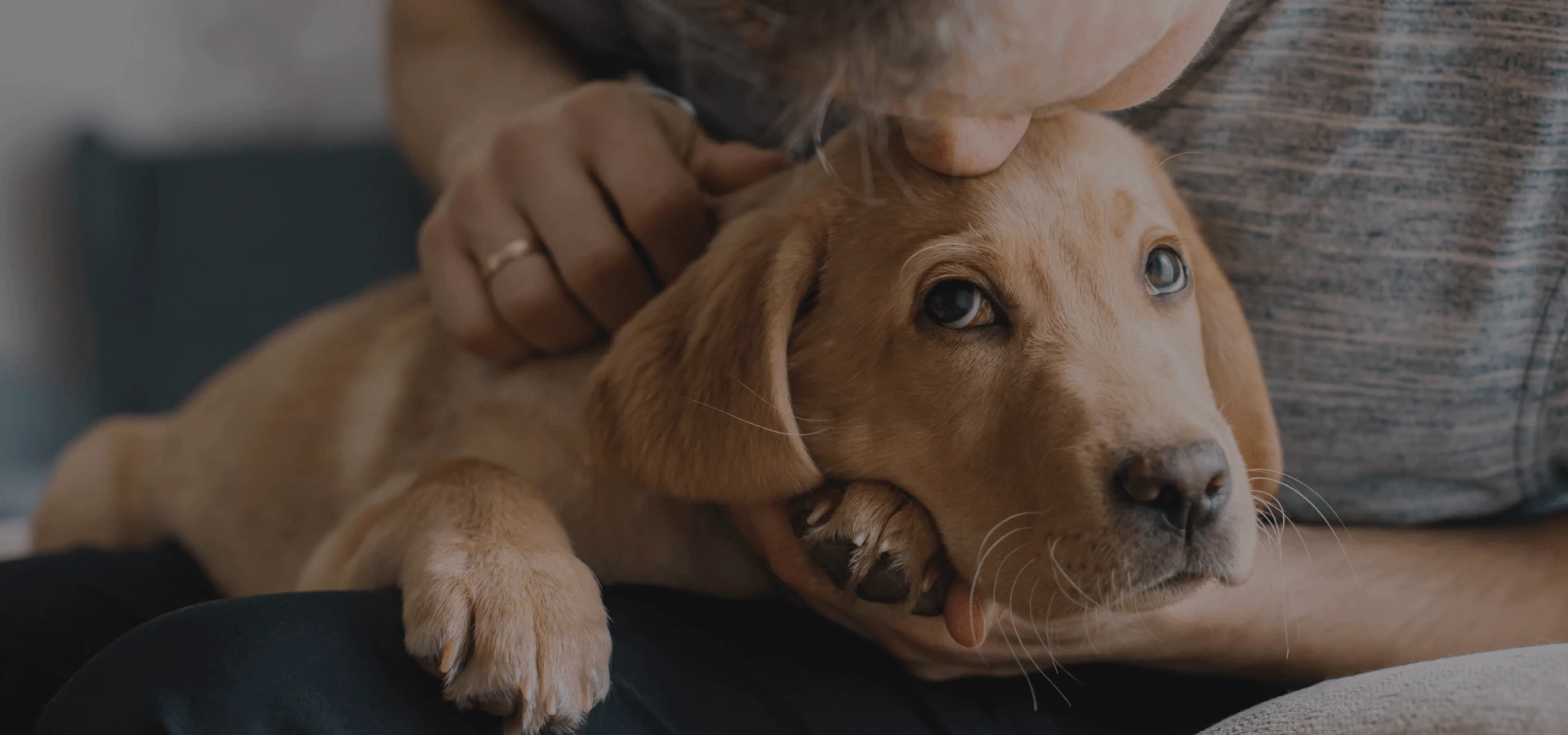 Your Puppy’s First Visit - Providence Pet Hospital - 89149